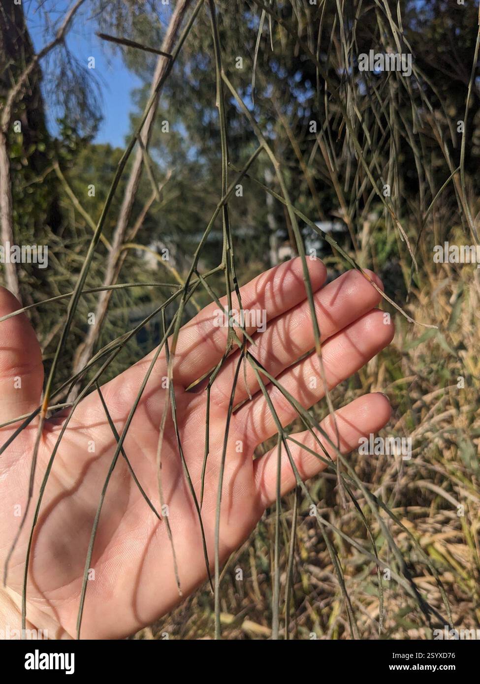 winged broom-pea (Jacksonia scoparia), Plantae, Taroomball QLD 4703 ...