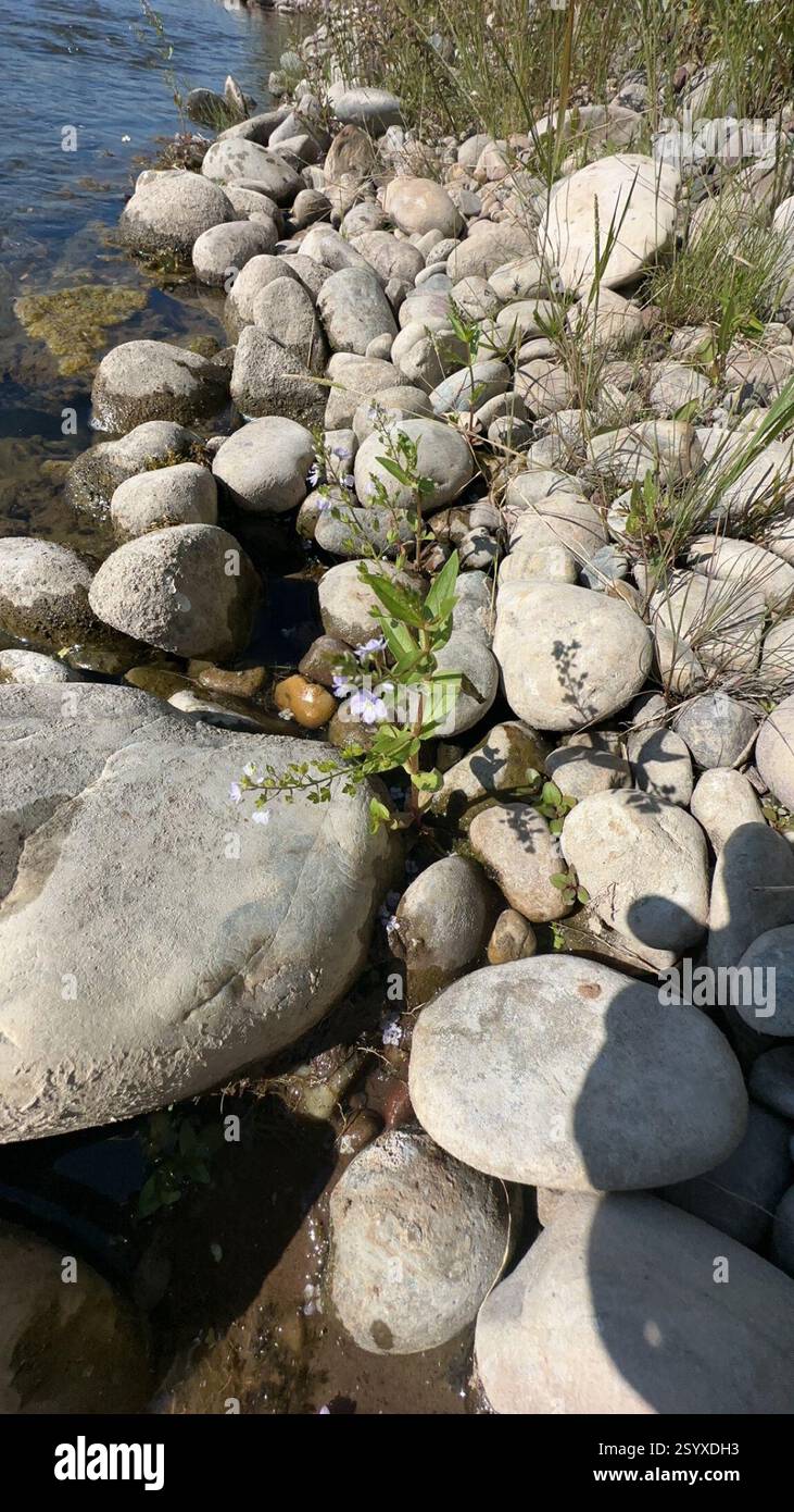 blue water-speedwell (Veronica anagallis-aquatica), Plantae, Kelly ...
