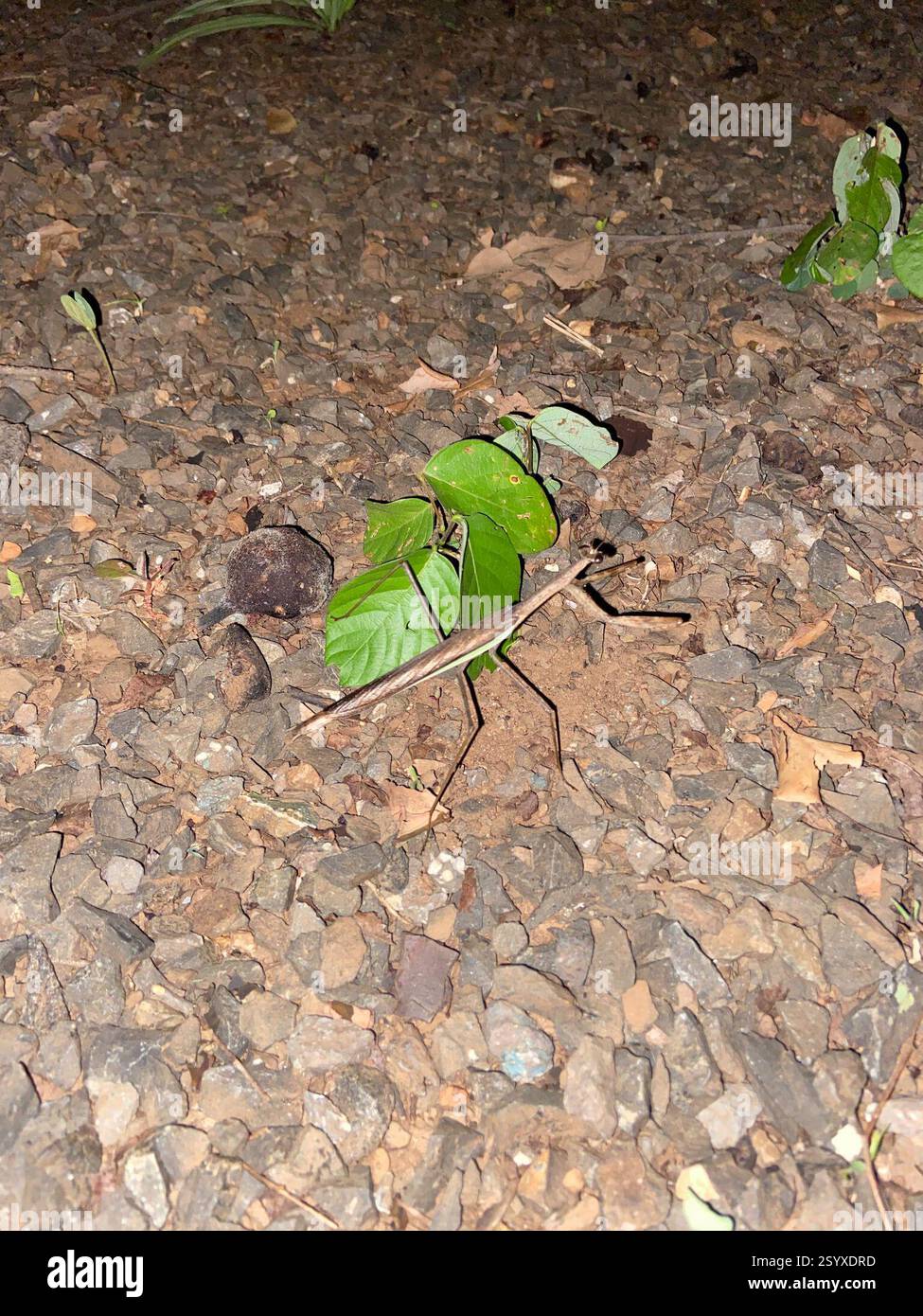 (Deiphobe), Insecta, Dolvan, Tapi, GJ, IN Stock Photo - Alamy
