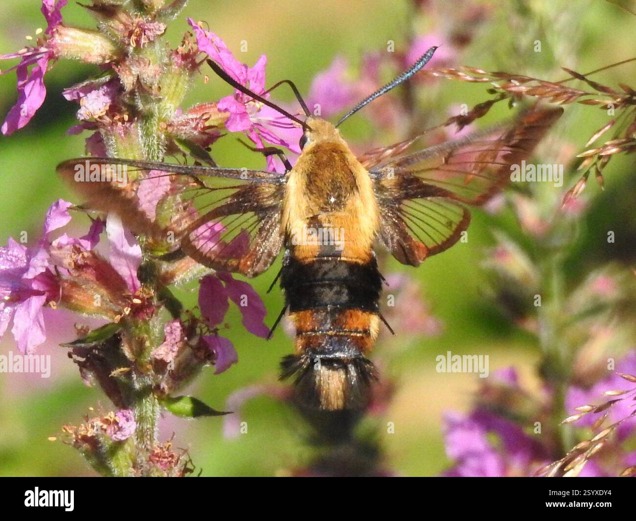 Snowberry Clearwing (Hemaris diffinis), Insecta, Westborough, MA, USA ...