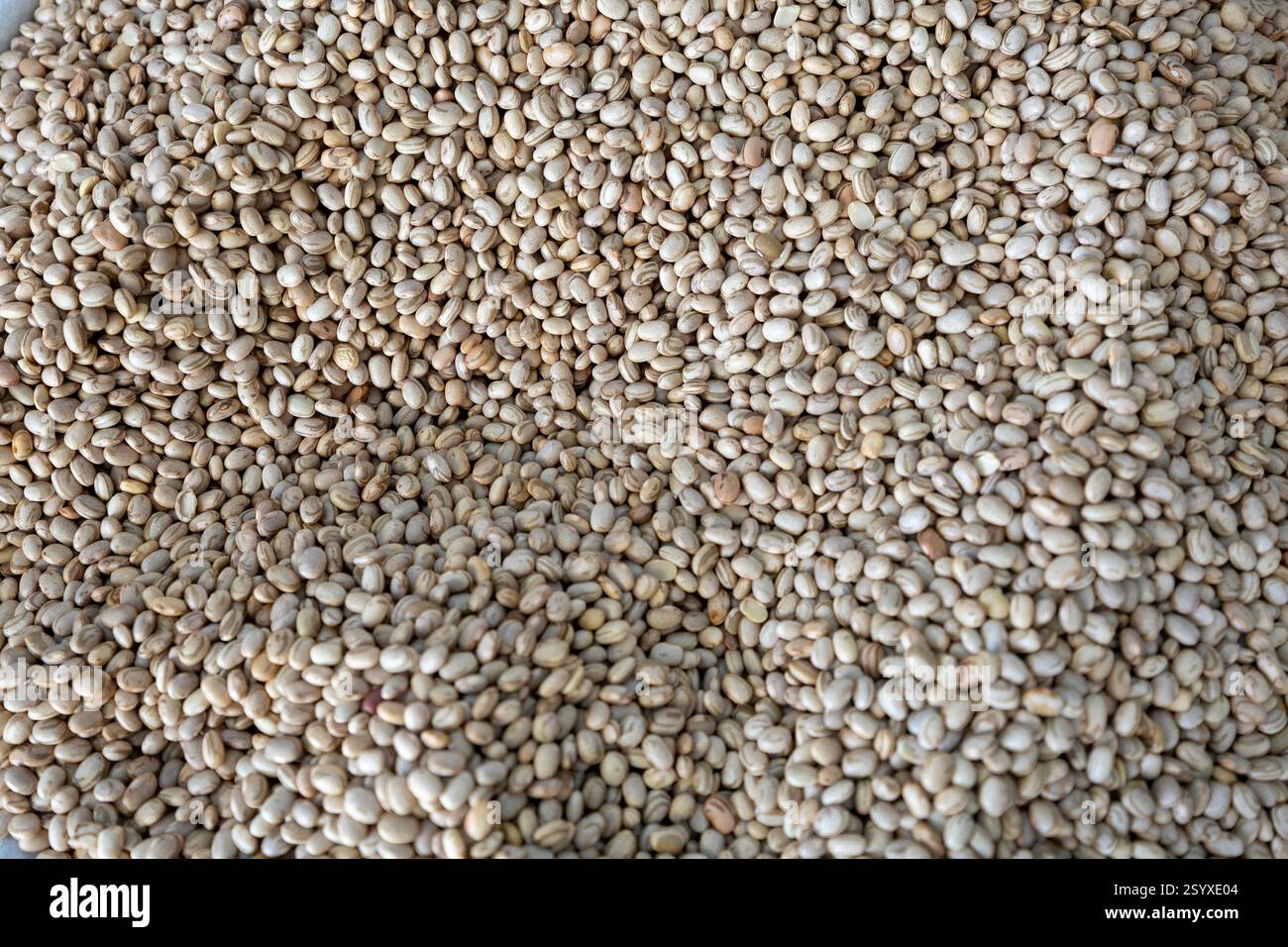 Phaseolus vulgaris is scientific name of Pinto Bean legume. Also known ...