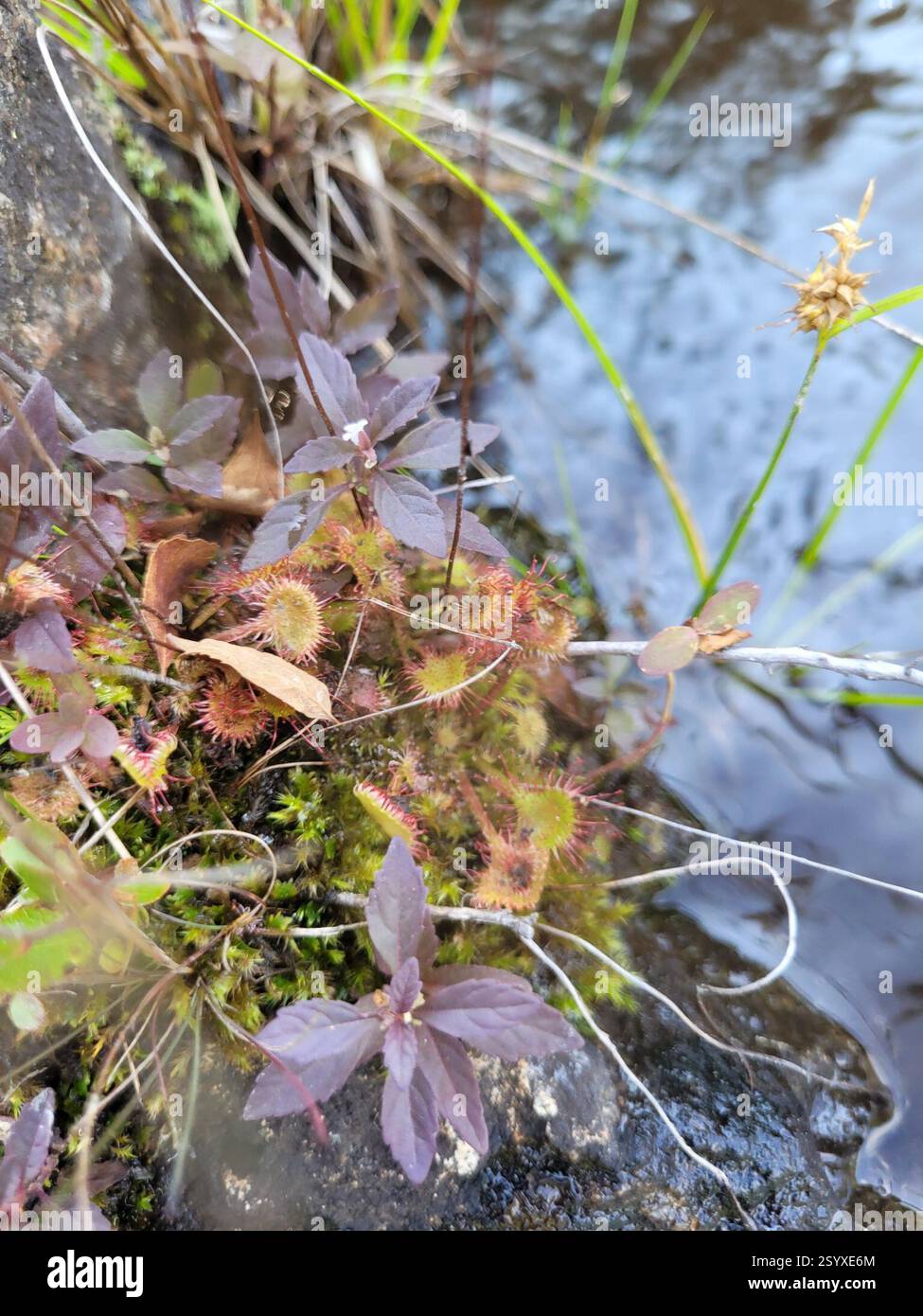 round-leaved sundew (Drosera rotundifolia), Plantae, Saguenay-Lac-Saint ...