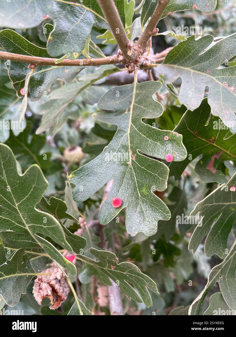 Red Cone Gall Wasp (Feron kingi), Insecta, Evergreen, San Jose, CA, USA ...