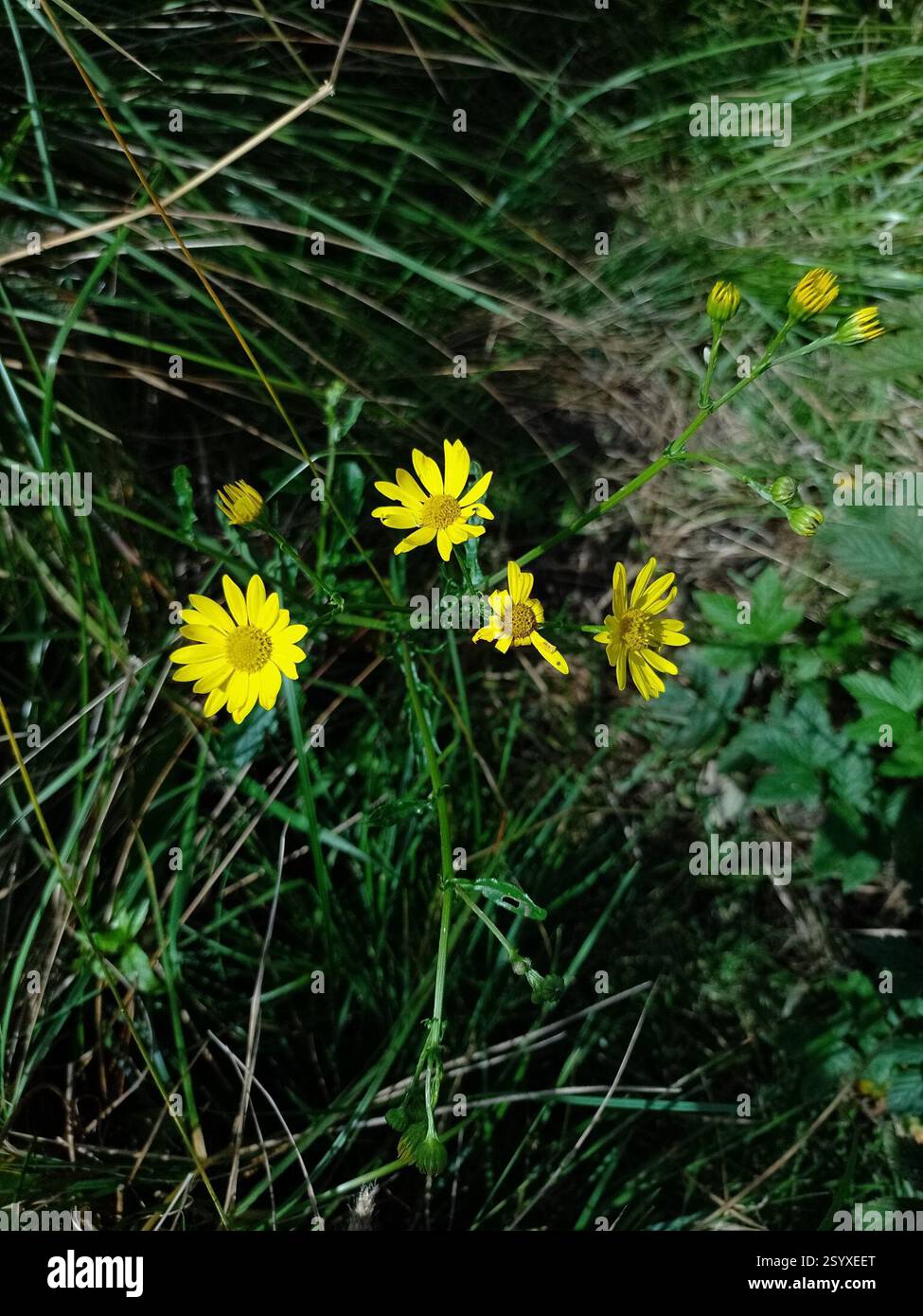 Marsh Ragwort (Jacobaea aquatica), Plantae, Chester, UK Stock Photo - Alamy