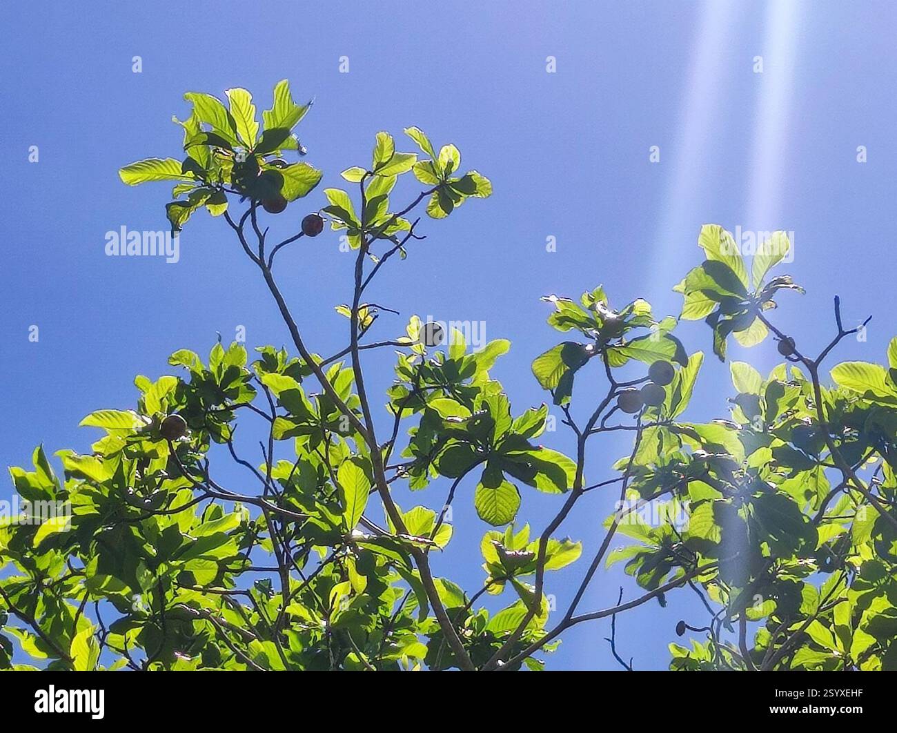 Genipap Tree (Genipa americana), Plantae, 29103 Chis., México Stock ...