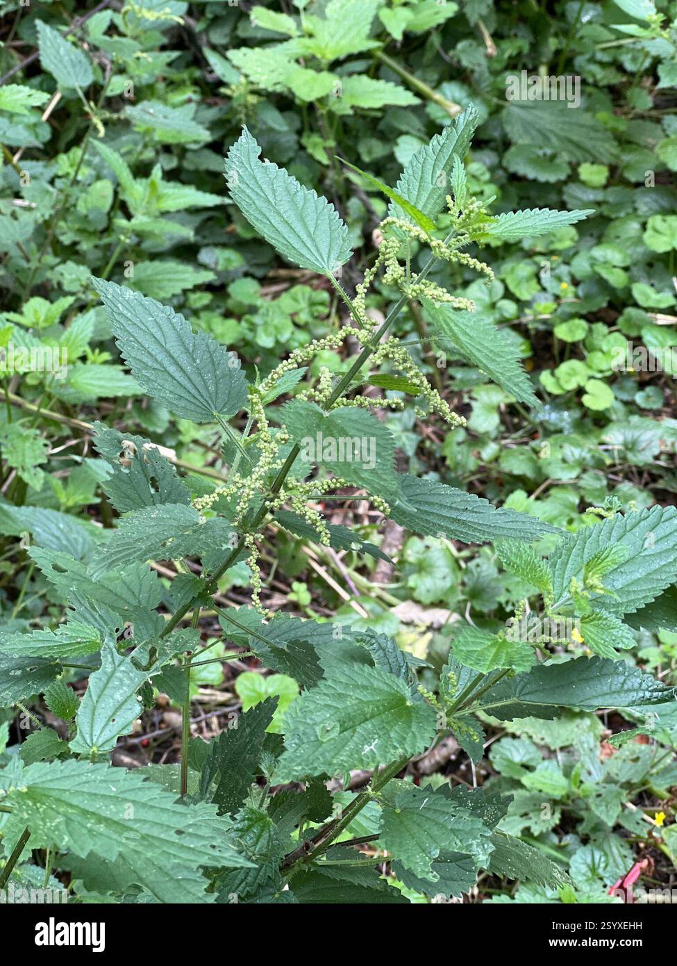 great stinging nettle (Urtica dioica), Plantae, Great Burstead and ...