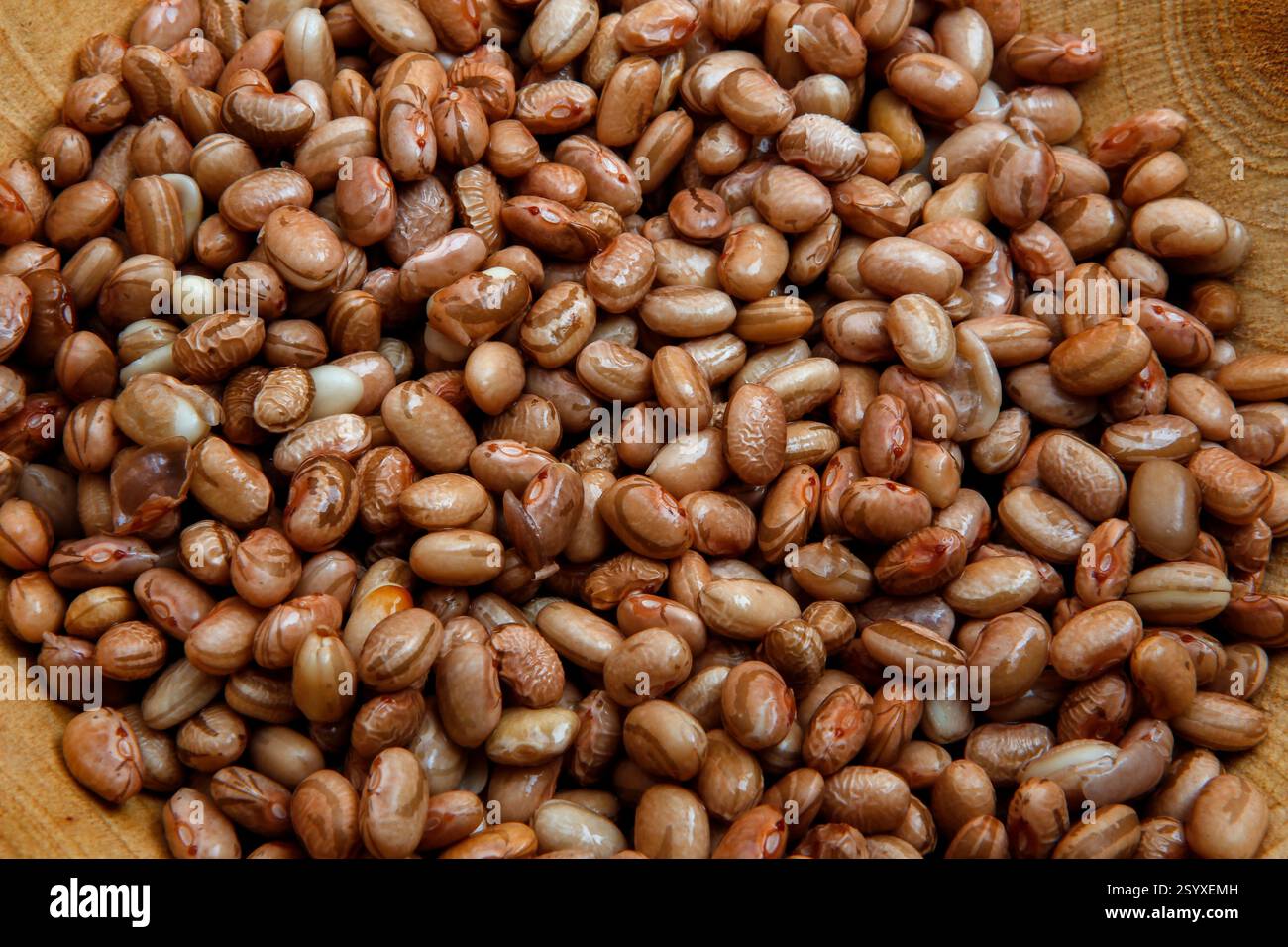 Phaseolus vulgaris is scientific name of Pinto Bean legume. Also known ...