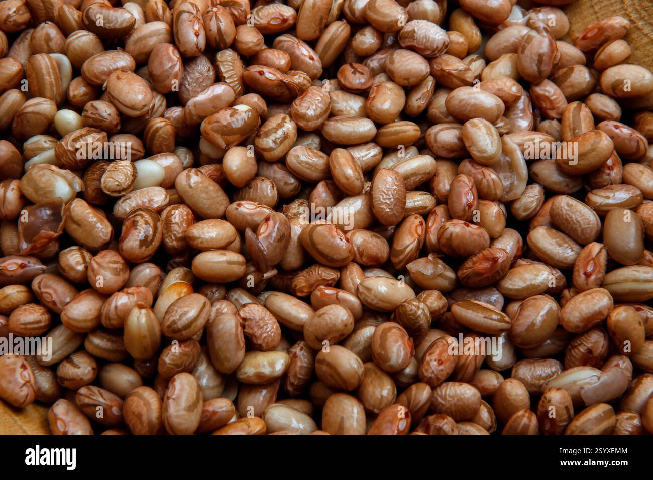 Phaseolus vulgaris is scientific name of Pinto Bean legume. Also known ...