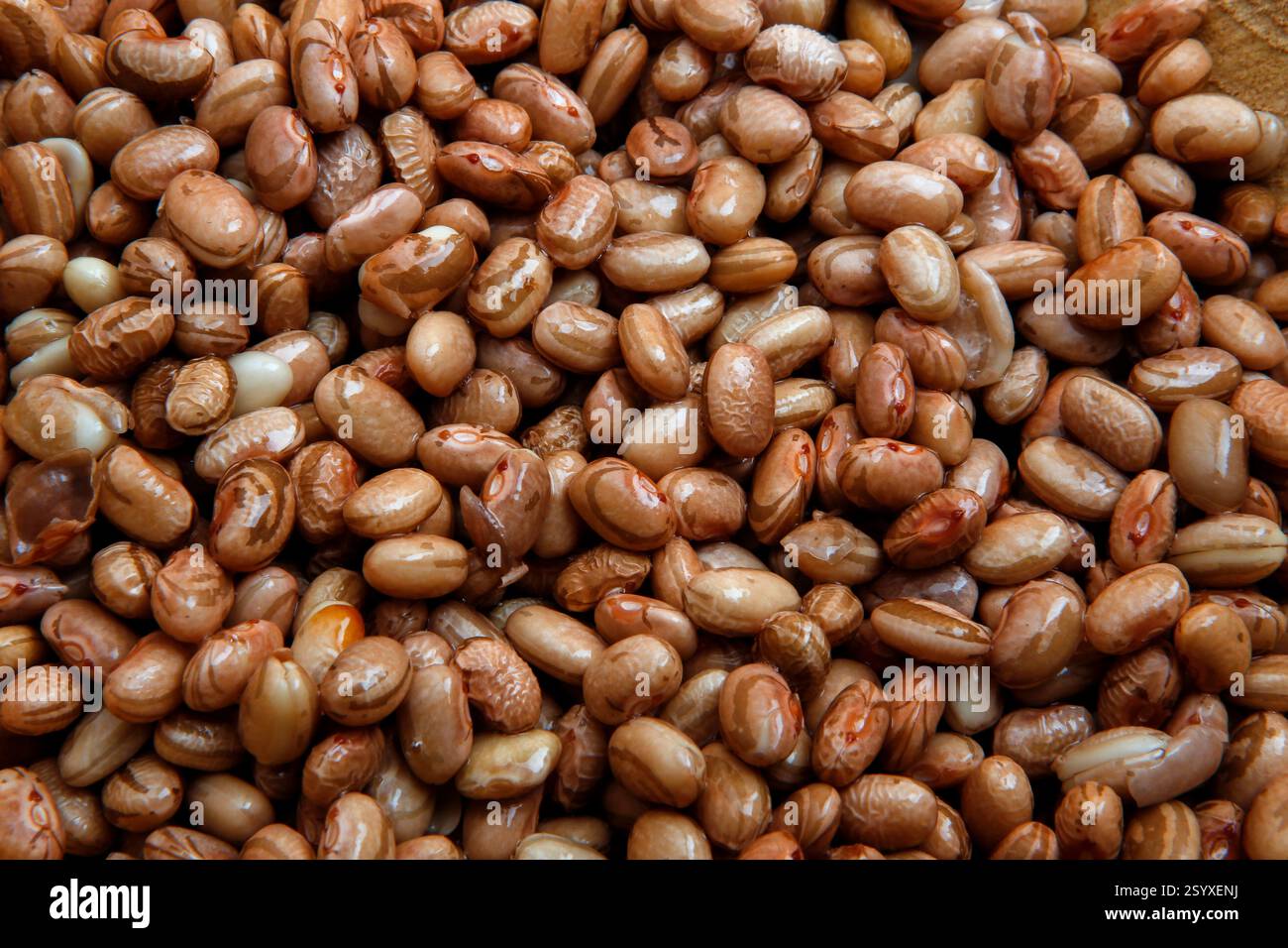 Phaseolus vulgaris is scientific name of Pinto Bean legume. Also known ...