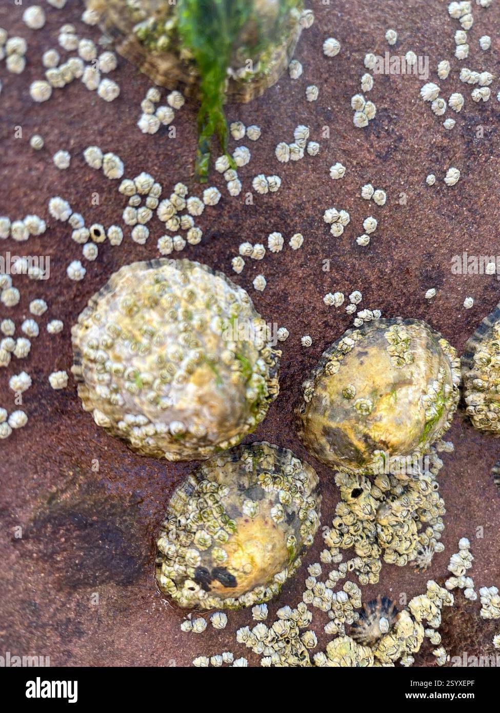 Common European Limpet (Patella vulgata), Mollusca, Moray Firth, Tain ...