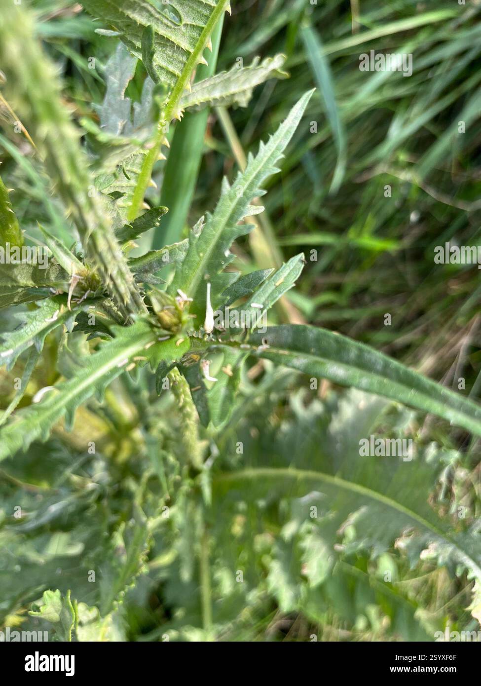 cutleaf teasel (Dipsacus laciniatus), Plantae, Mercer County, PA, USA ...
