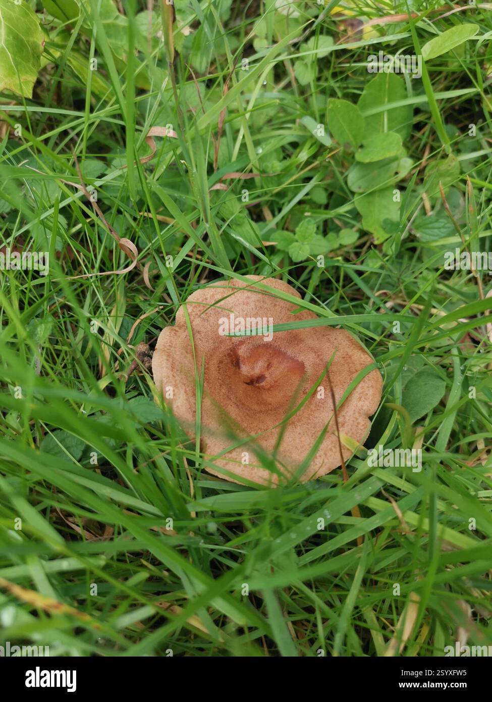 Woolly Milkcap (Lactarius torminosus), Fungi, Pity Me, Durham DH1, UK ...