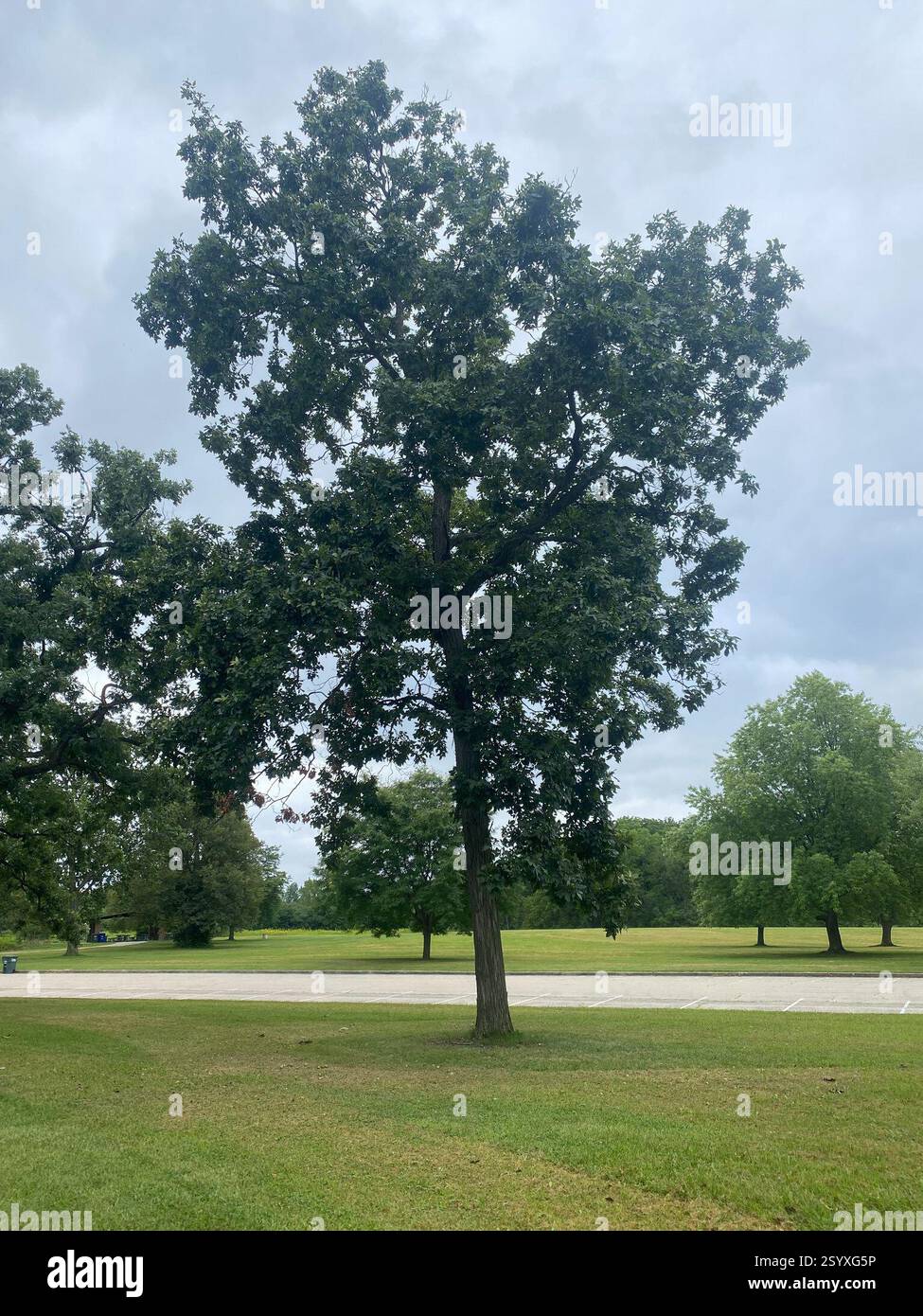 shagbark hickory (Carya ovata), Plantae, Western Springs, IL, US Stock ...