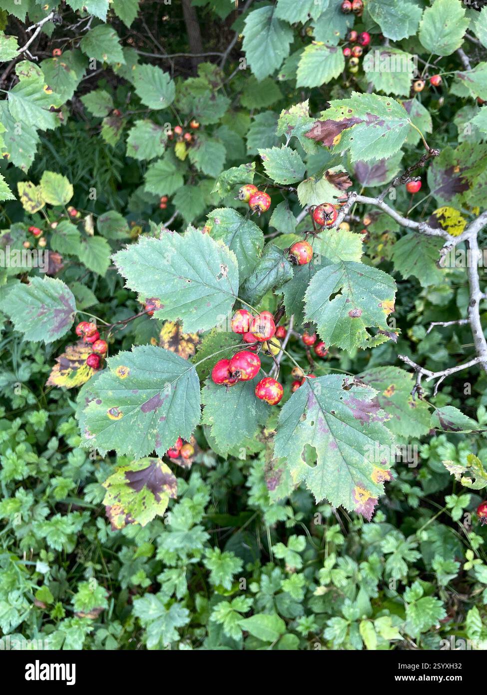 Scarlet Hawthorn (Crataegus coccinea), Plantae, Onondaga Lake Park ...