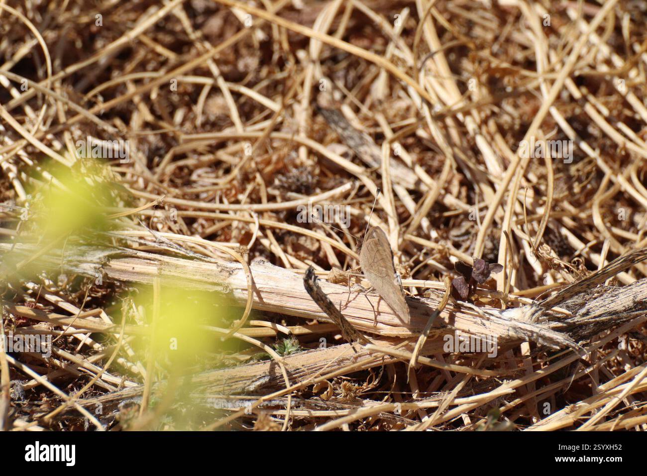 Gray Buckeye (Junonia grisea), Insecta, Sandy Wool Lake, Milpitas, CA ...