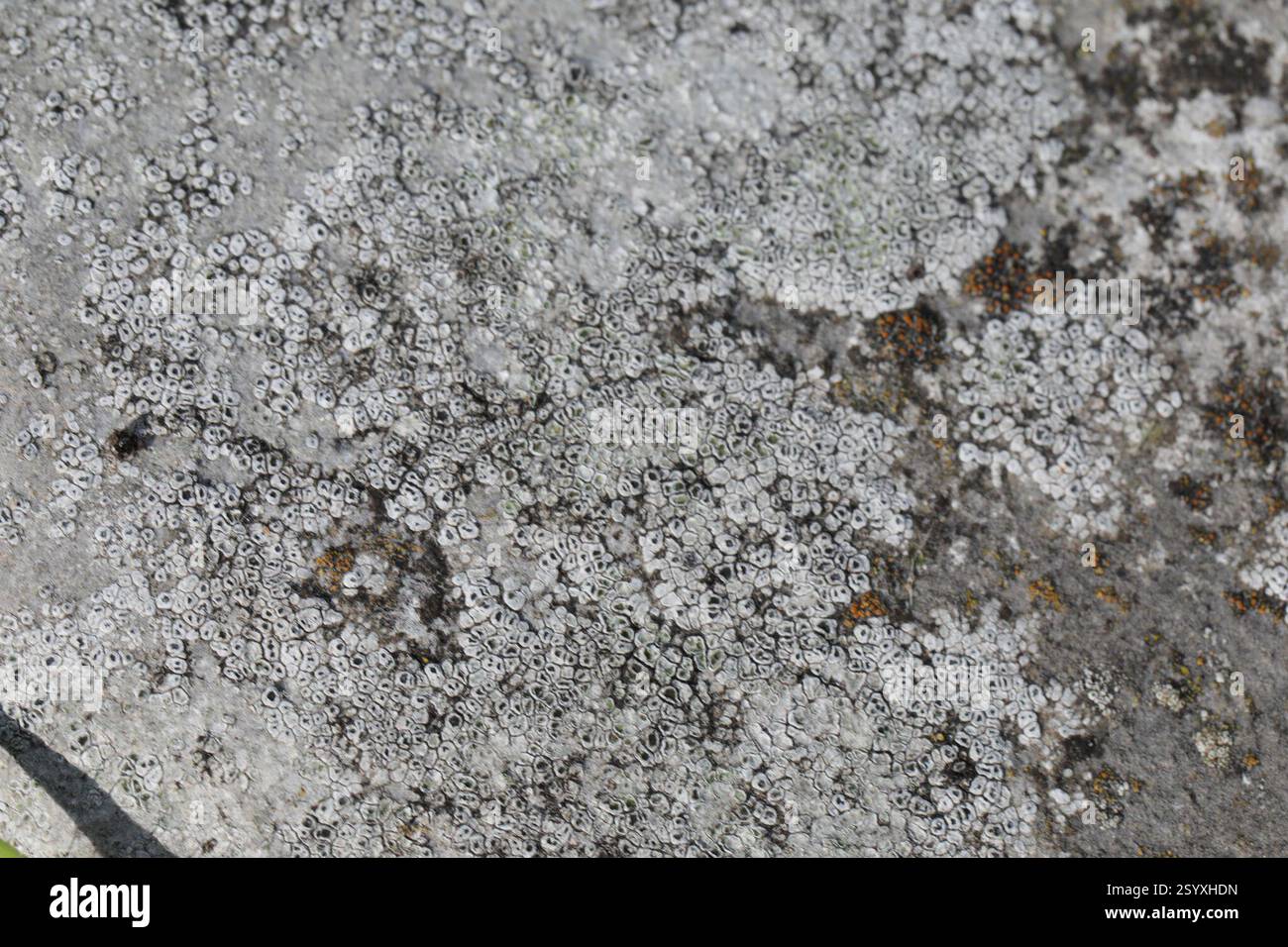 Chiseled Sunken Disk Lichen (Circinaria contorta), Fungi, The Marine ...