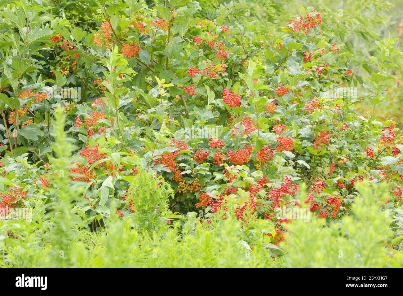 common ninebark (Physocarpus opulifolius), Plantae, Toyota Wetland ...