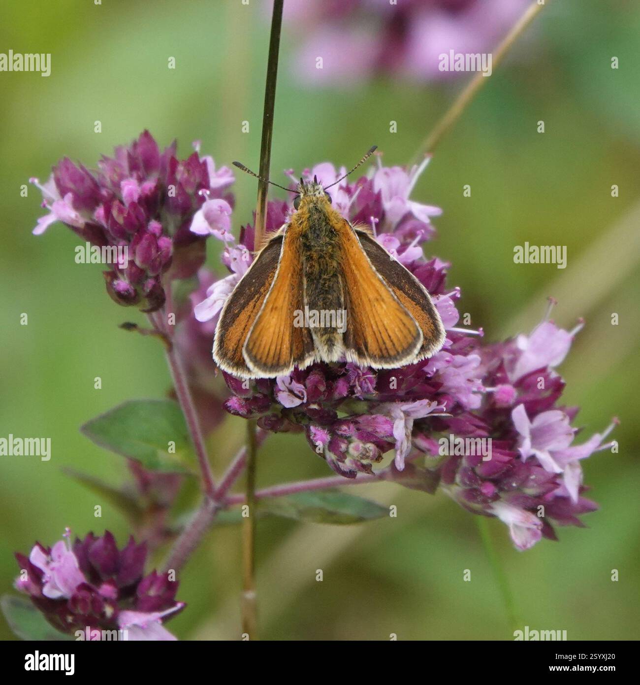 Essex Skipper (Thymelicus lineola), Insecta, 3540, Lynge, Danmark Stock ...