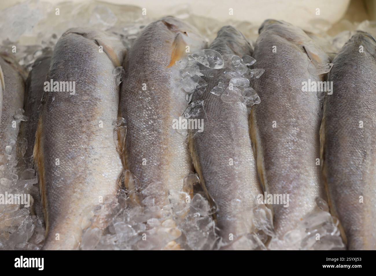 Smooth weakfish hi-res stock photography and images - Alamy