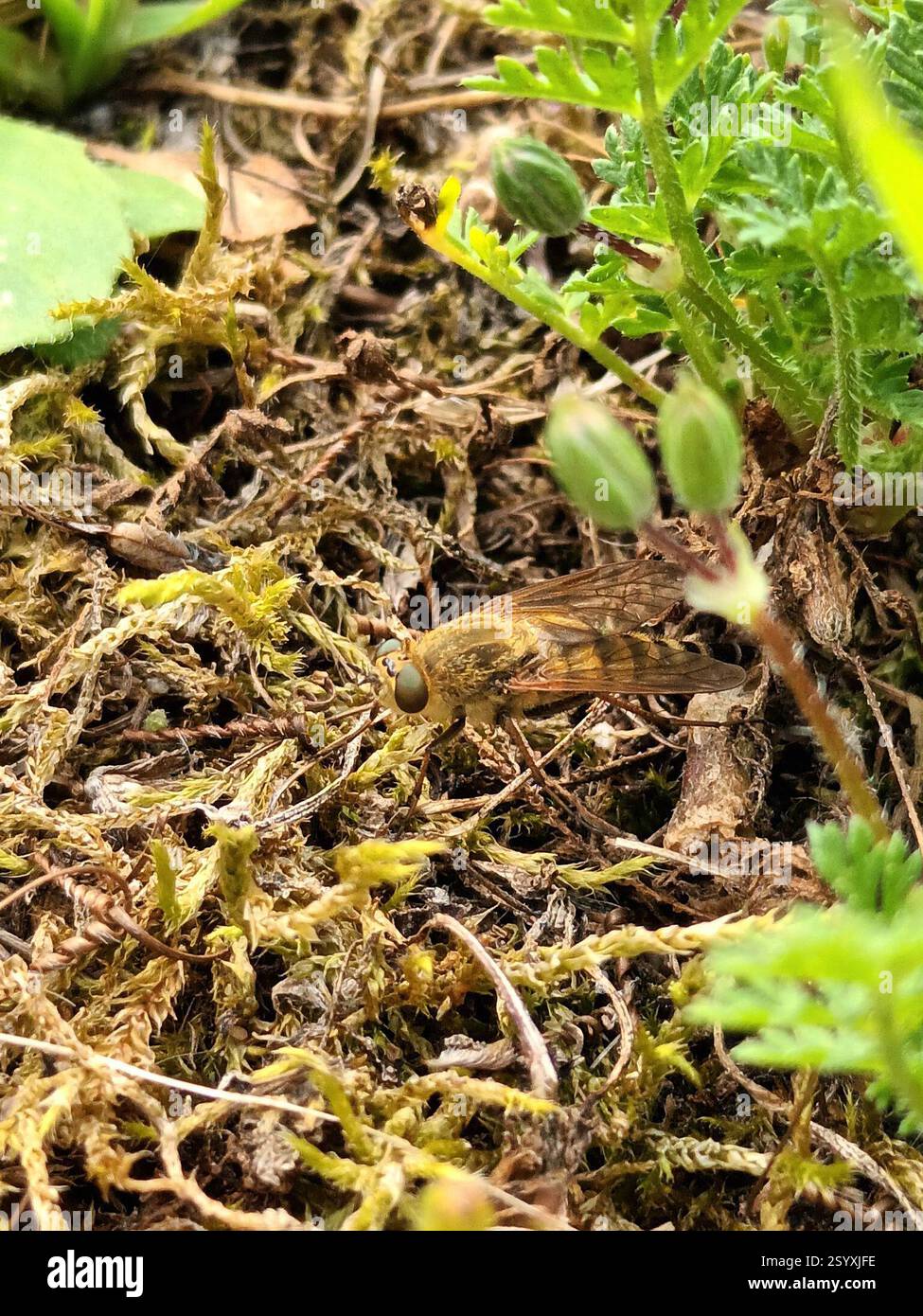 Thereva nobilitata hi-res stock photography and images - Alamy