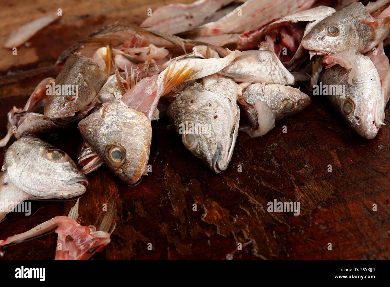 Fish waste hi-res stock photography and images - Alamy