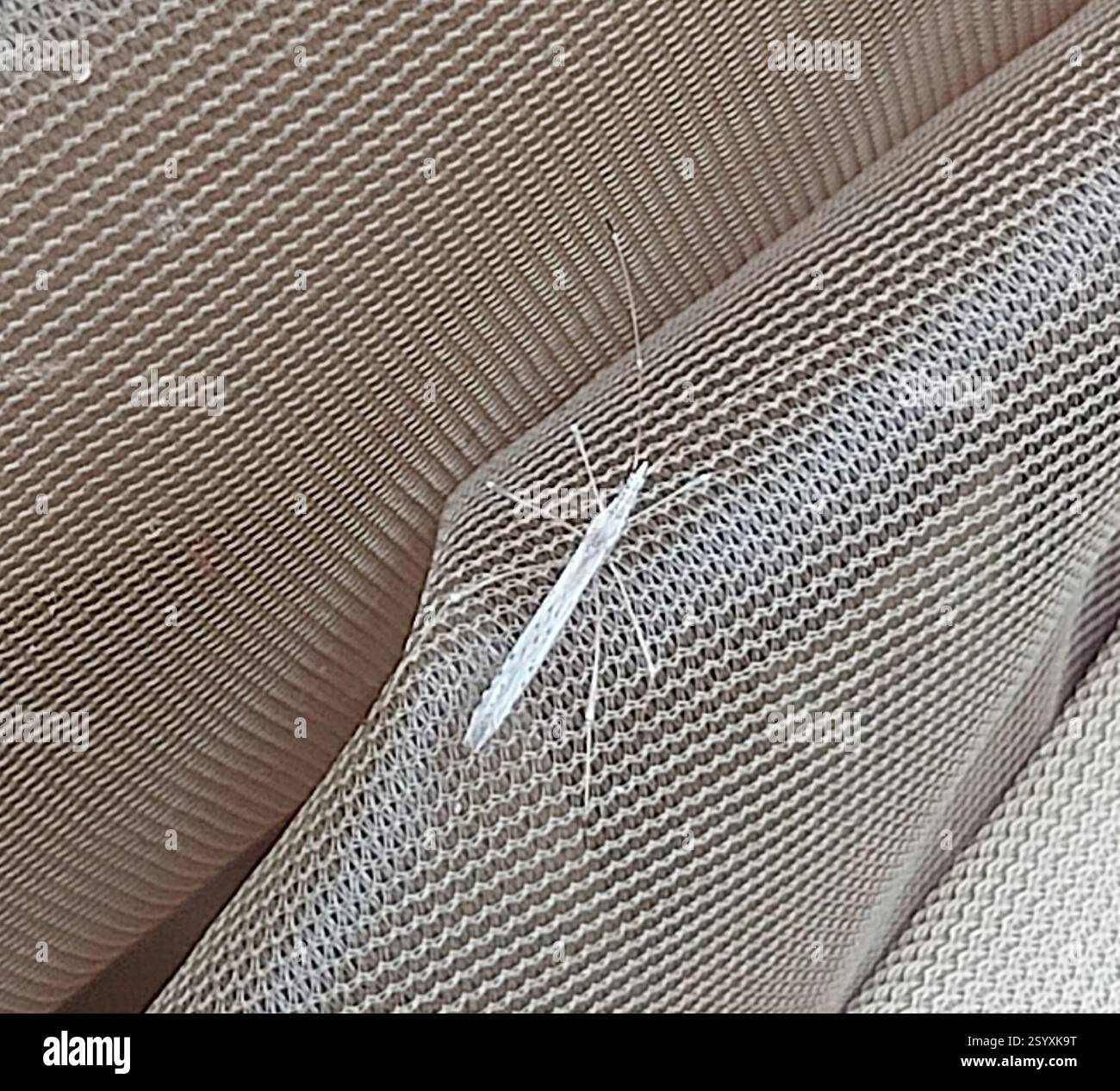 straw stiltbug (Neides tipularius), Insecta, 59240, Lietuva Stock Photo ...
