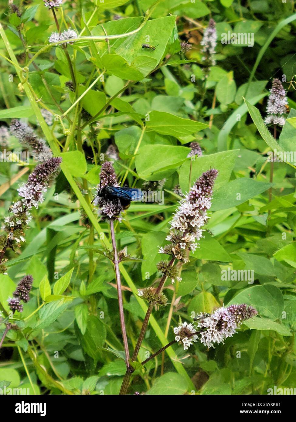 Blue-winged Scoliid Wasp (Scolia dubia), Insecta, Shawsville, VA 24162 ...