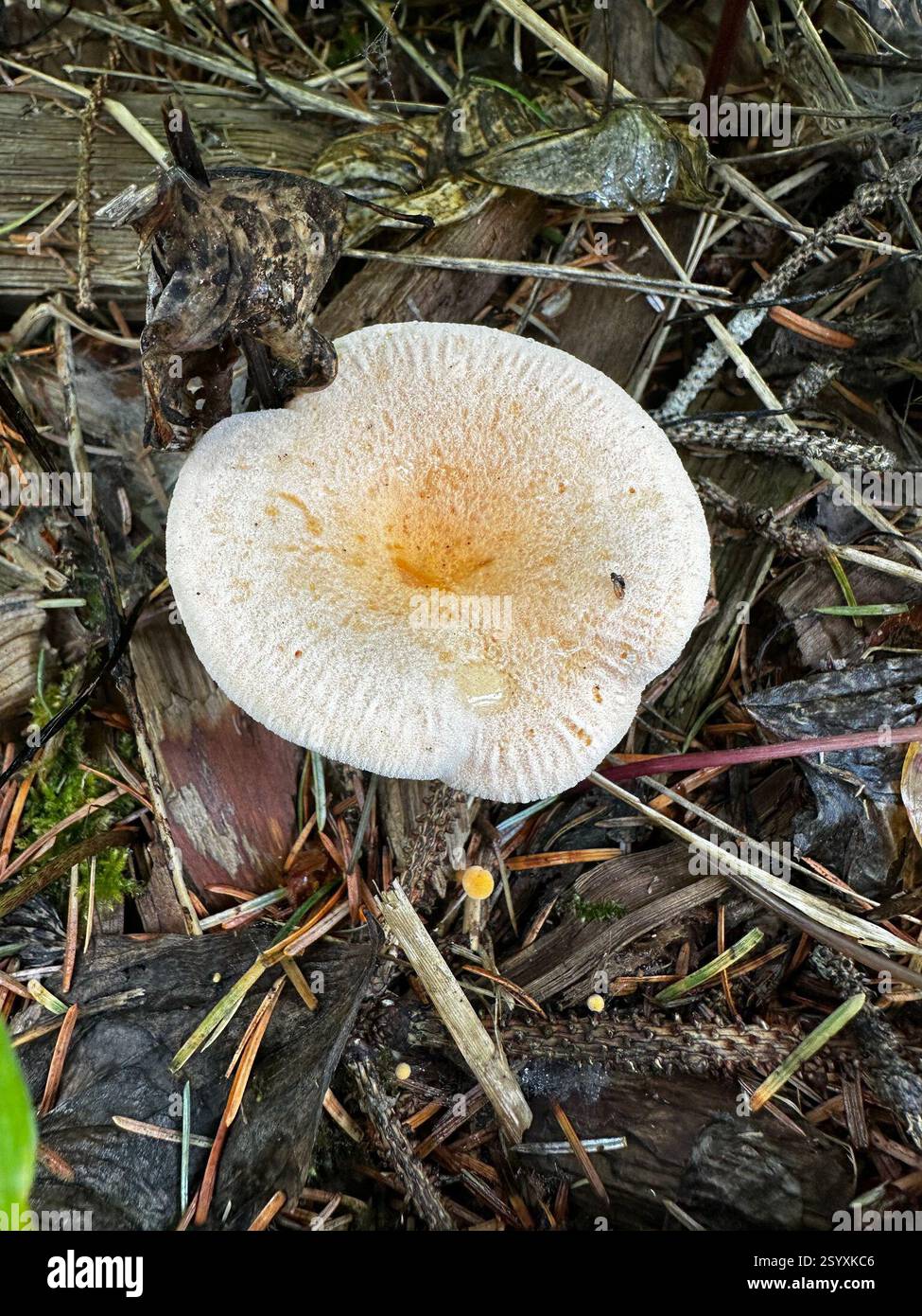 False Chanterelle (Hygrophoropsis aurantiaca), Fungi, Sunset Beach Ln ...