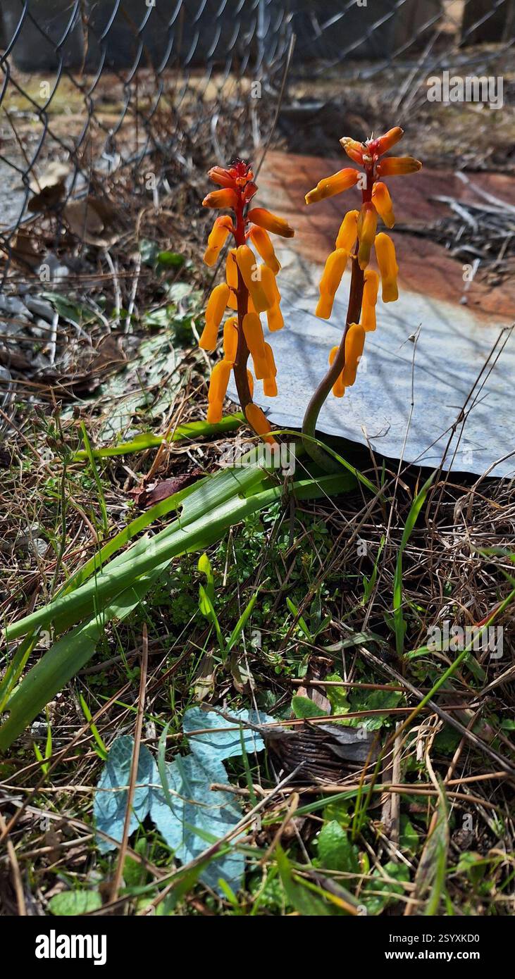 Cape Cowslips (Lachenalia), Plantae, Cherry Gardens SA 5157, Australia ...