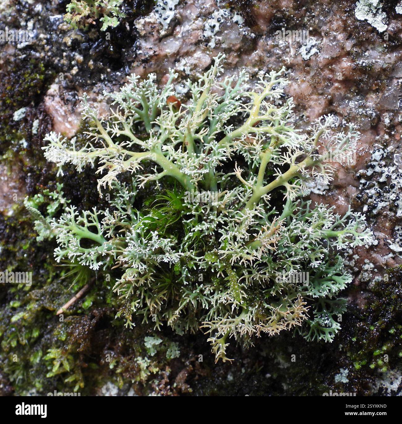 Globe Ball Lichen (Sphaerophorus globosus), Fungi, Åboland-Turunmaa ...