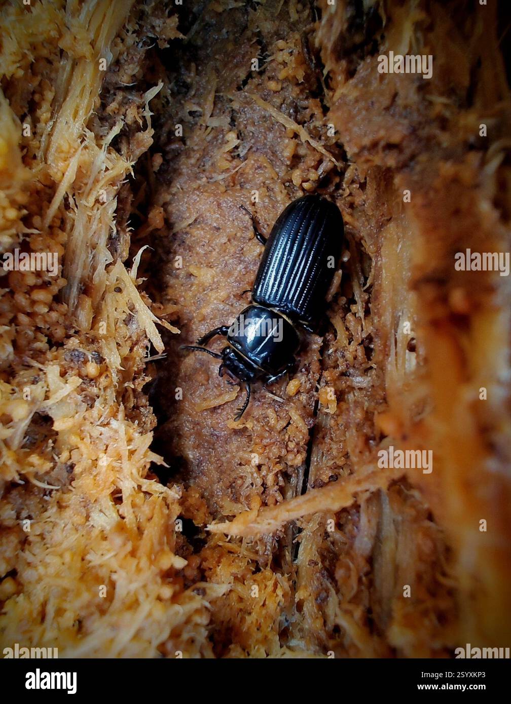 Bess Beetles (Passalidae), Insecta, UFPR- Campus Centro Politécnico ...