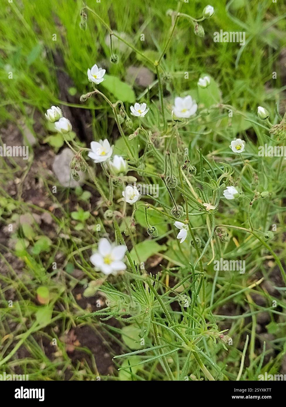 Corn spurrey (Spergula arvensis), Plantae, Aviemore PH22 1QP, UK Stock ...