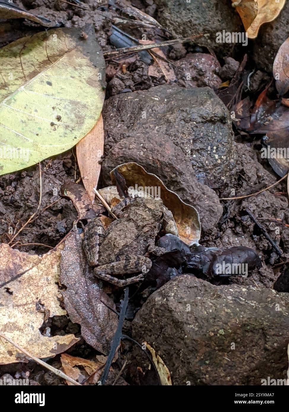 Common Forest Frog (Platymantis dorsalis), Amphibia, 46XJ+9W4, Los ...