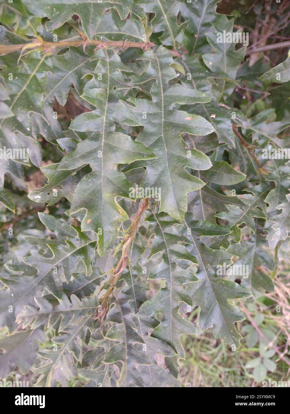 Turkey Oak (Quercus cerris), Plantae, Woodlesford Stock Photo - Alamy