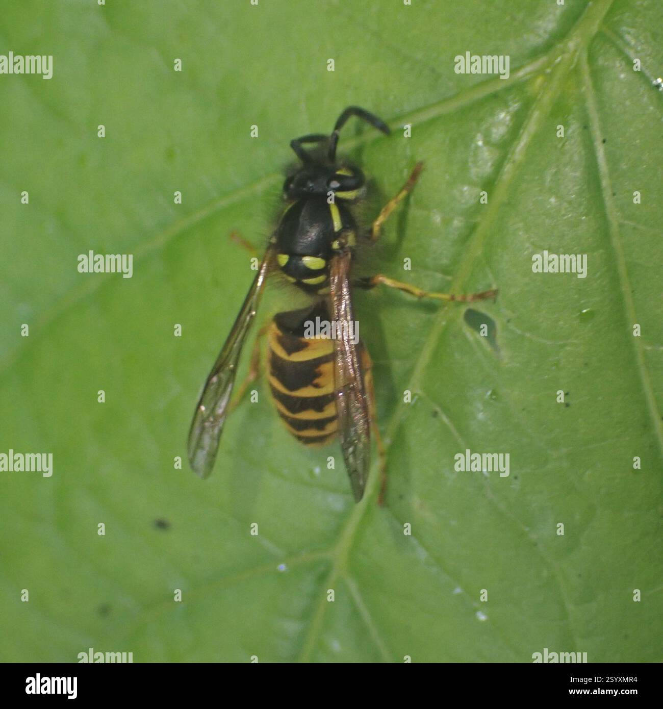 Common European Yellowjacket (Vespula vulgaris), Insecta, BR2, UK Stock ...