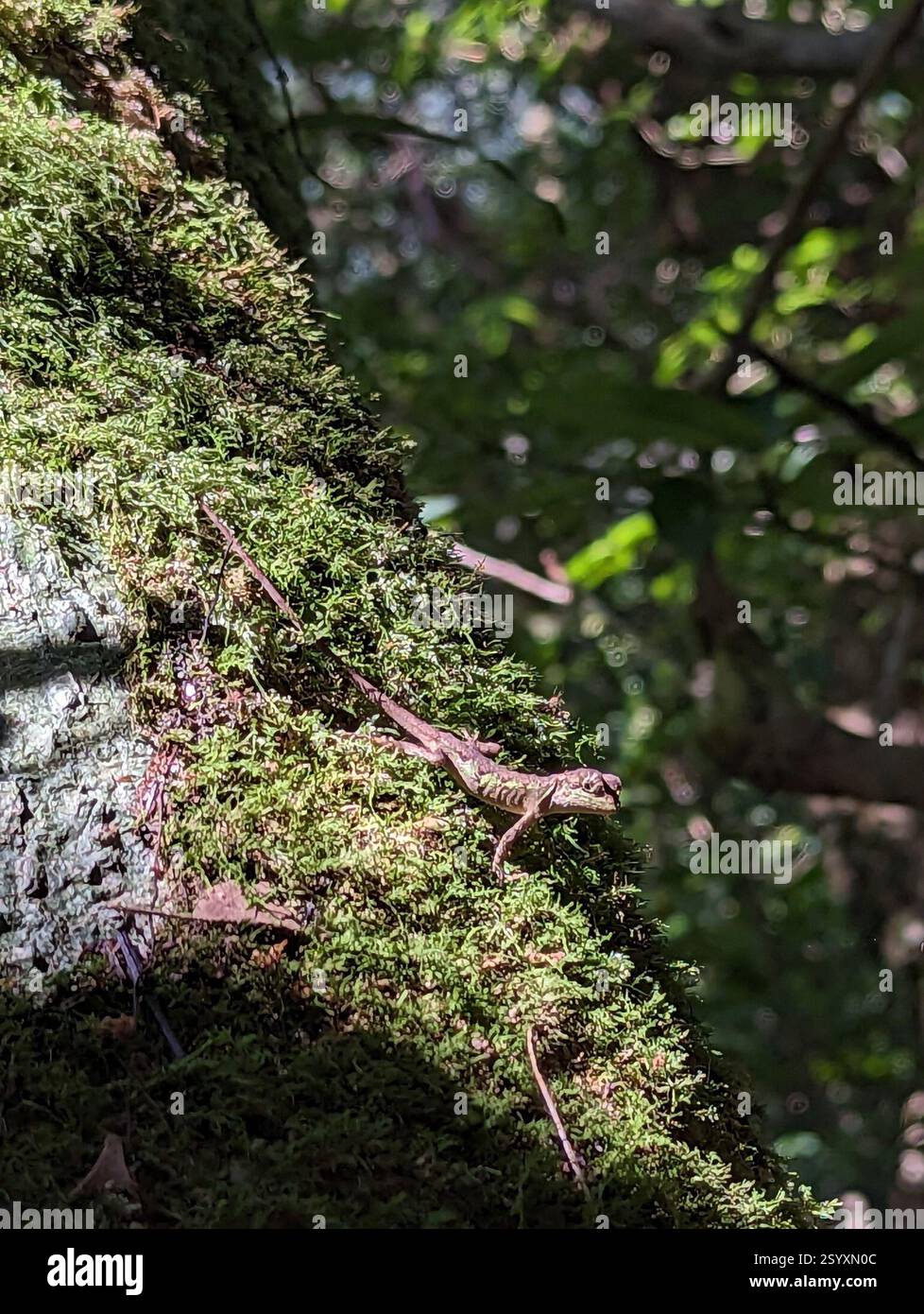 Diploderma polygonatum hi-res stock photography and images - Alamy
