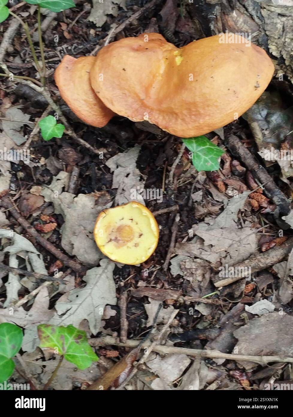 boletes and allies (Boletales), Fungi, Southampton SO30 3XH, UK Stock ...