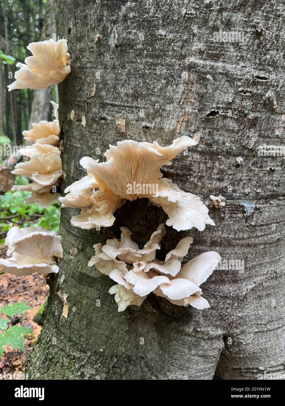 pale oyster (Pleurotus pulmonarius), Fungi, Hartwick Pines State Park ...
