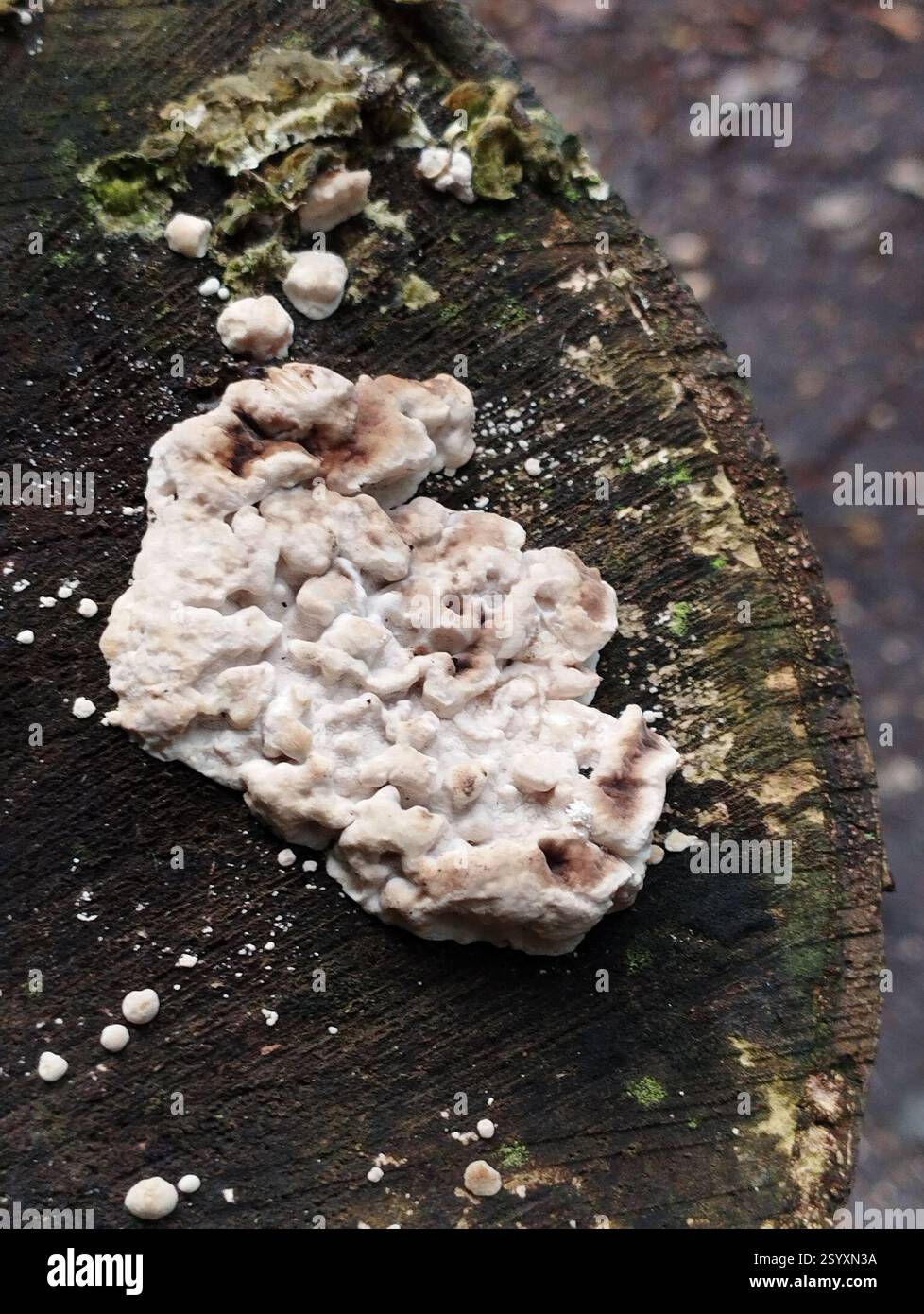 Fungi Including Lichens (Fungi), Fungi, Southampton SO30 3XH, UK, Fungi ...