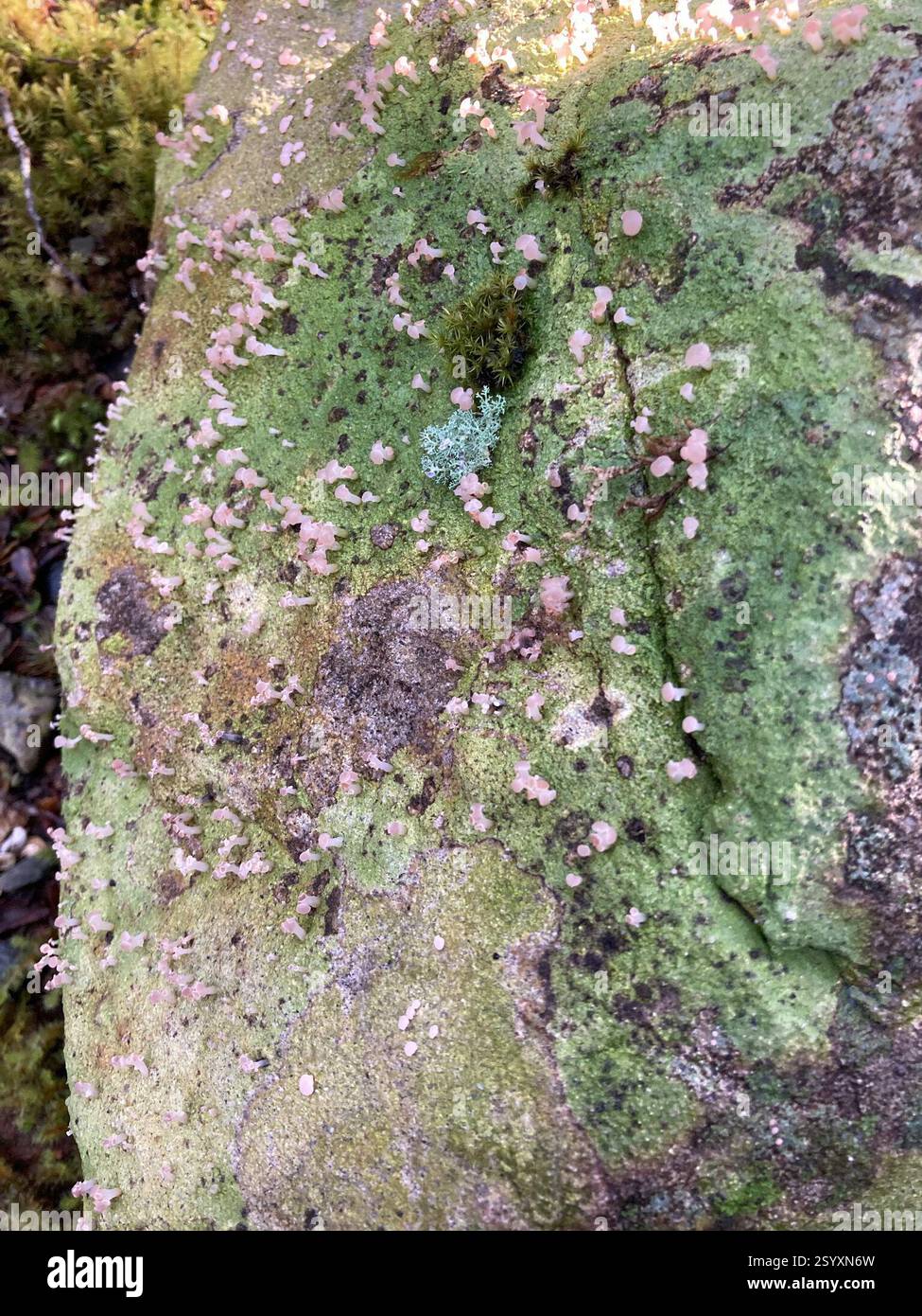 (Baeomyces heteromorphus), Fungi, Selwyn District, Canterbury, New ...