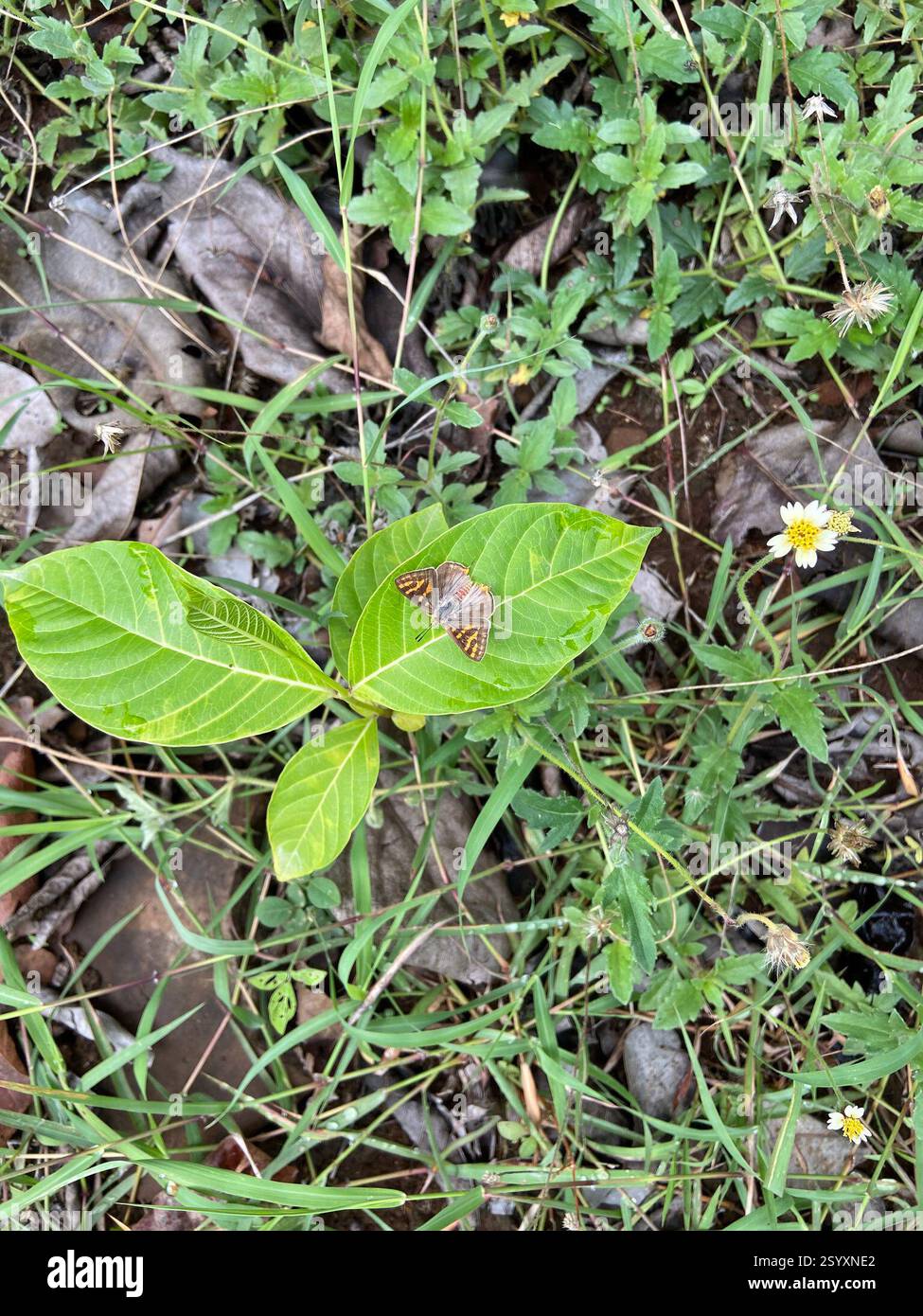 Common Silverline (Cigaritis vulcanus), Insecta, Dolvan, Tapi, GJ, IN ...