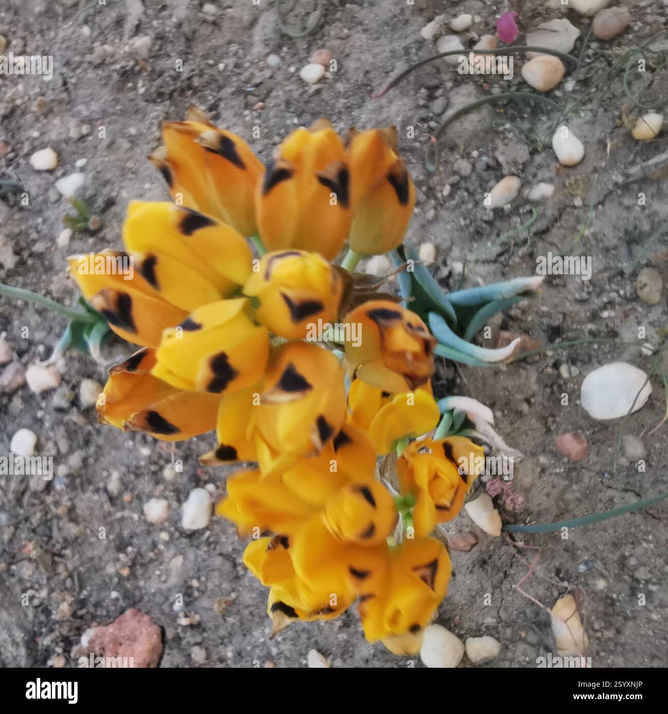 Snakeflower (Ornithogalum maculatum), Plantae, Cederberg Municipality ...