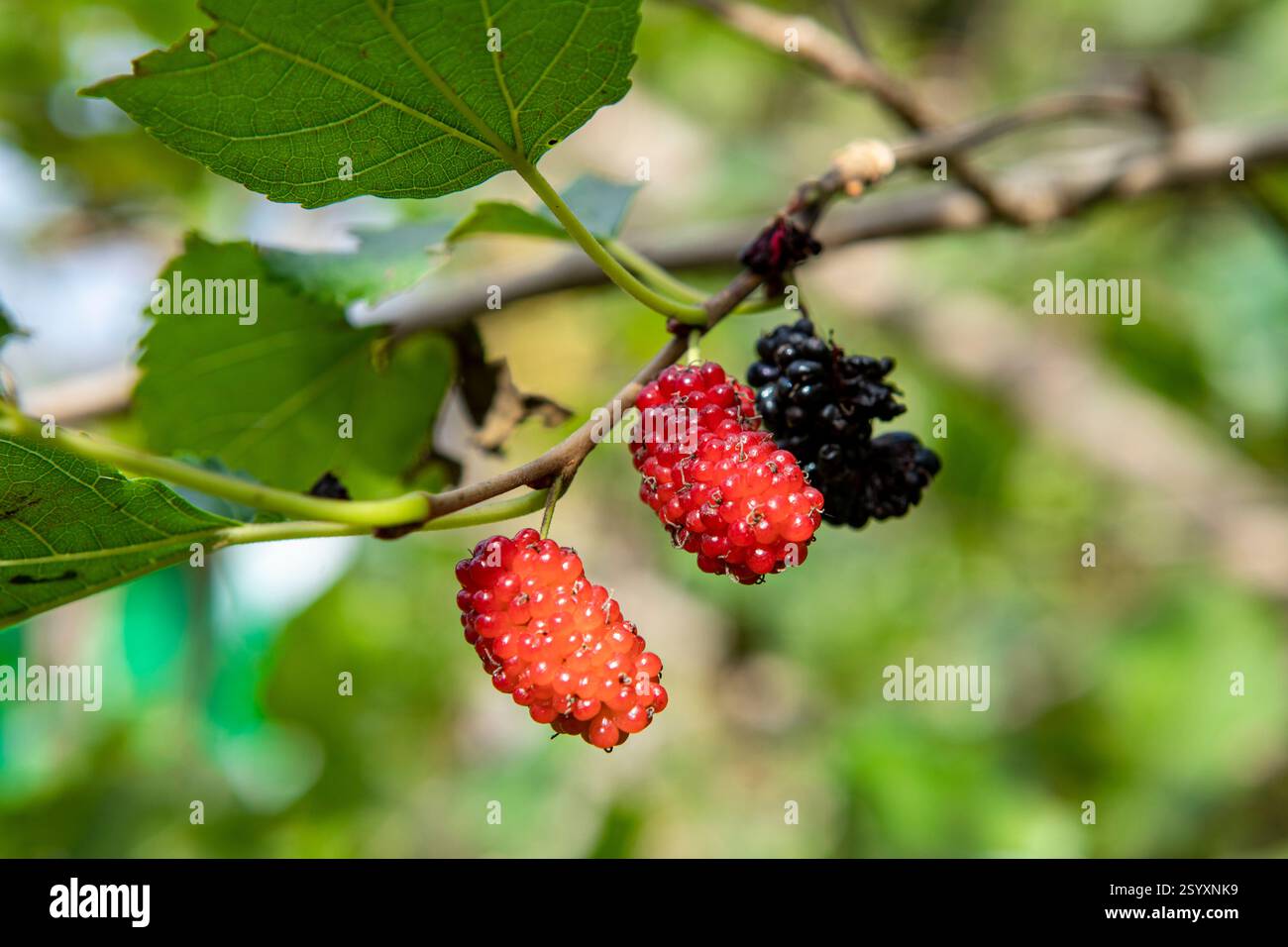 The fruit of black mulberry - mulberry tree. Selective focus Stock ...