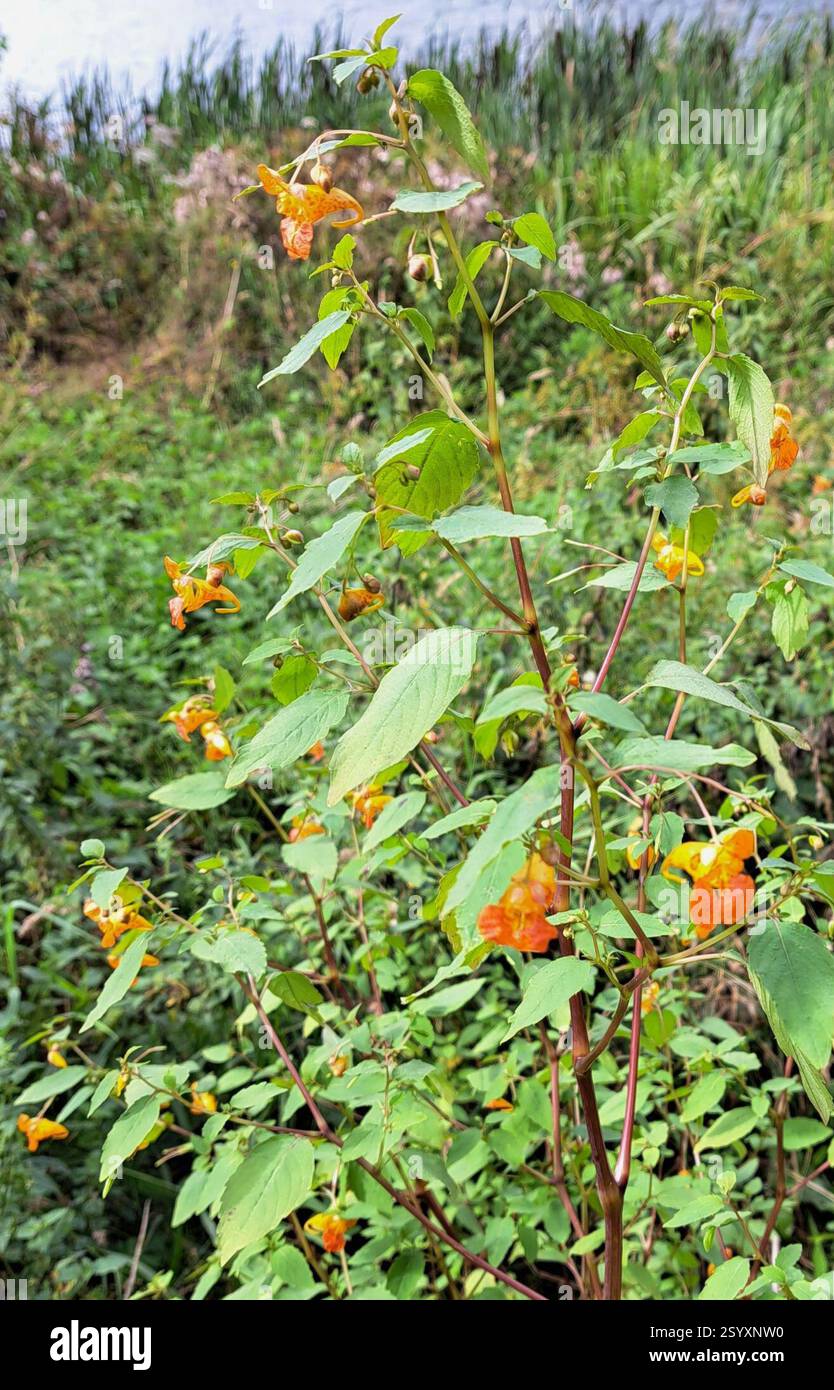 common jewelweed (Impatiens capensis), Plantae, Cofton Hackett ...