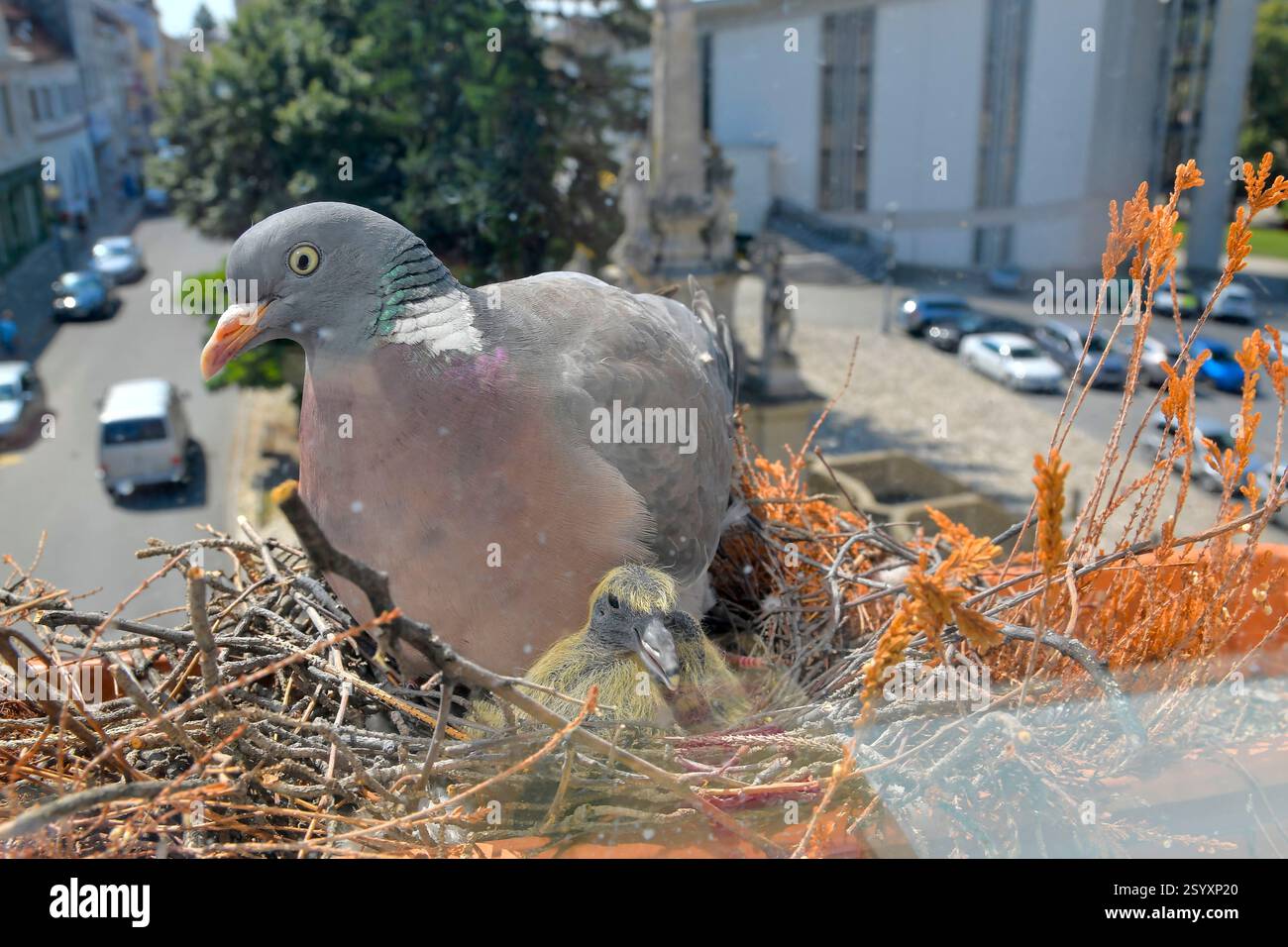 A dove and two little pigeons in the nest. Two days old baby squabs ...