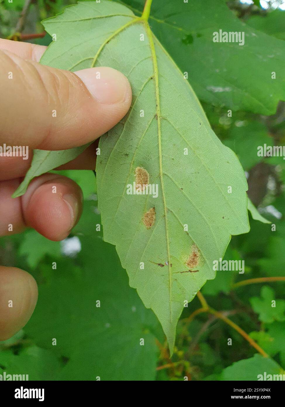 Sycamore Felt Gall Mite (Aceria pseudoplatani), Arachnida, Älvkarleby ...