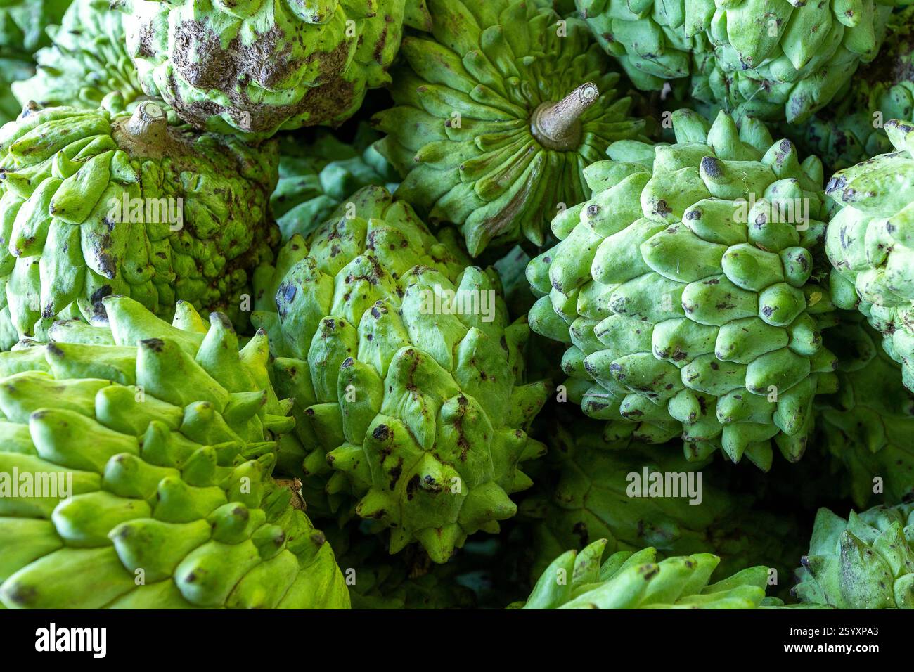 Annona squamosa fruit also known as Pinha or Fruta do Conde in Brazil ...
