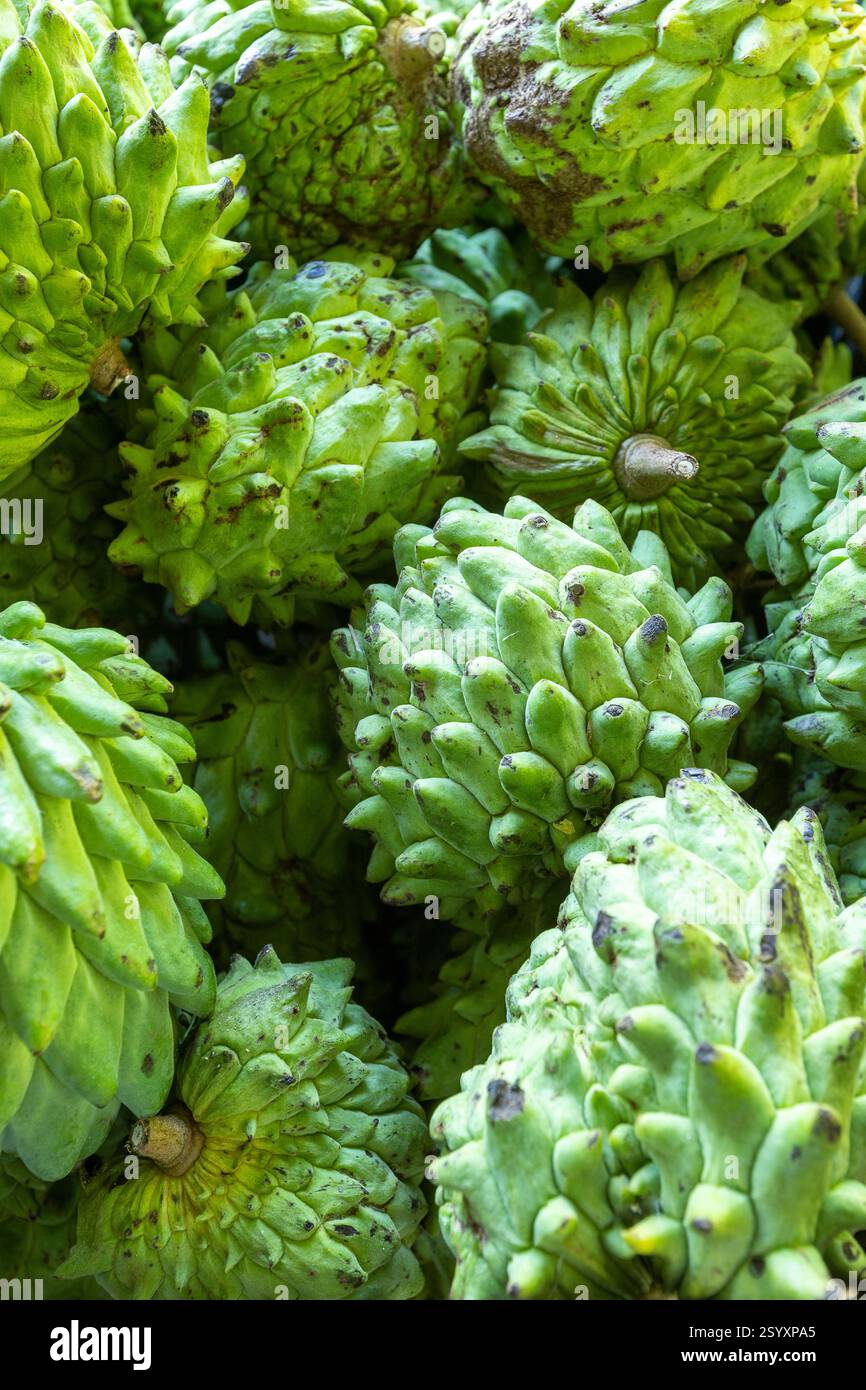 Annona squamosa fruit also known as Pinha or Fruta do Conde in Brazil ...