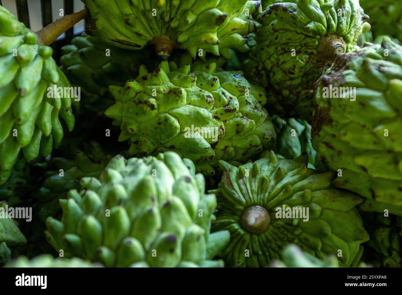Annona squamosa fruit also known as Pinha or Fruta do Conde in Brazil ...