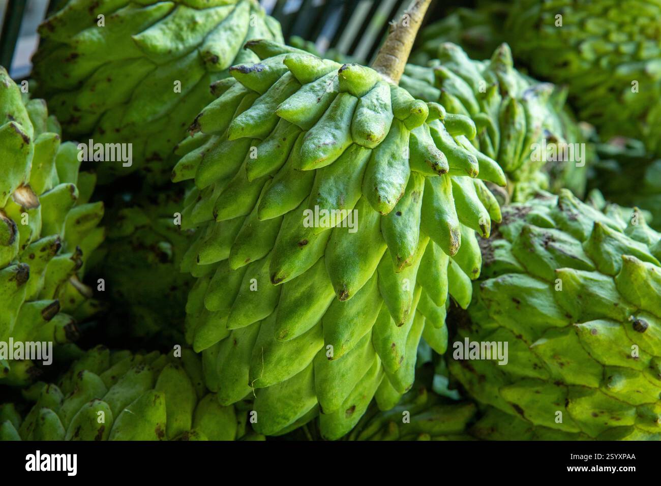 Annona squamosa fruit also known as Pinha or Fruta do Conde in Brazil ...